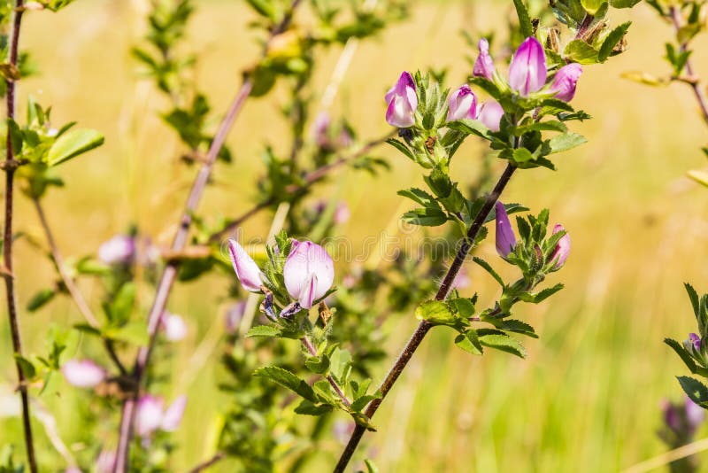 Papilionaceous Corolla Stock Photos - Free & Royalty-Free Stock Photos ...