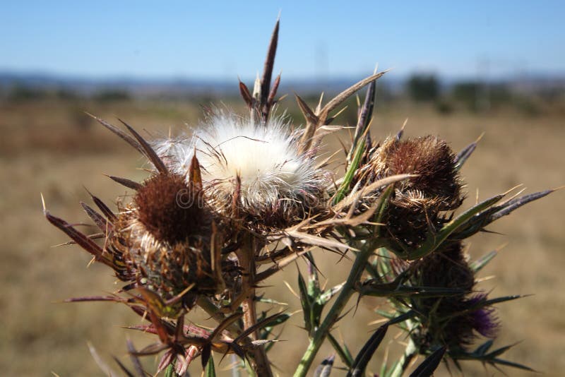 Reuze Distel (Onopordum Acanthium) Stock Foto - Image of purper ...