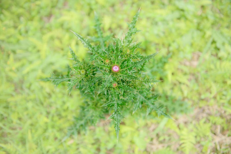 Reuze Distel (Onopordum Acanthium) Stock Foto - Image of purper ...