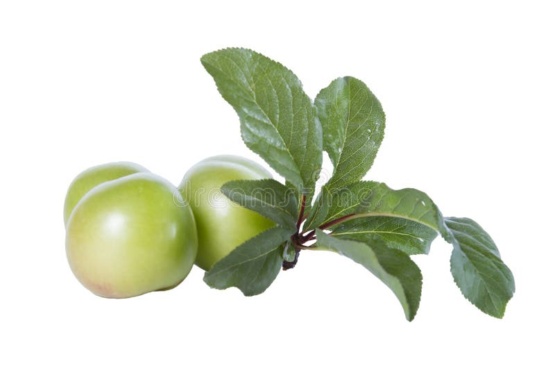 Onrijpe Groene Pruim Op De Boom Stock Afbeelding - Image of gewas, vers ...