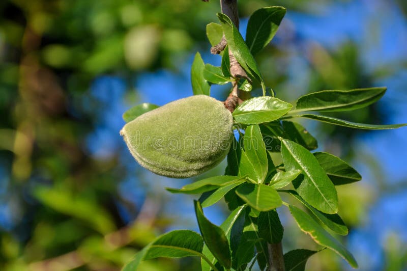 Tak Van Amandelboom Met Eerste Bloemen En Gezwollen Knoppen Stock ...