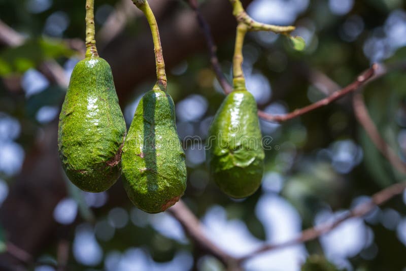De Boom Van De Avocado Het Groeien Stock Afbeelding - Image of ...