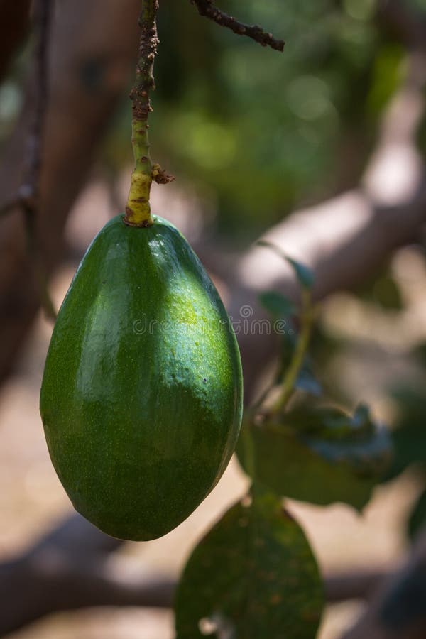 Onrijpe avocado op de boom stock foto. Image of costa - 91692790