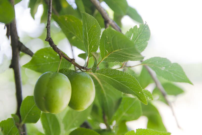 Onrijpe Groene Pruim Op De Boom Stock Afbeelding - Image of gewas, vers ...