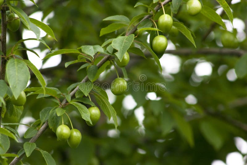 Onrijpe pruim stock afbeelding. Image of onrijp, weinig - 9897893