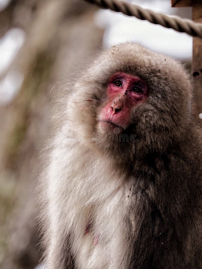 Onsen Monkey and Itself Shadow in Mirror Water at Jigokudani Mon Stock ...