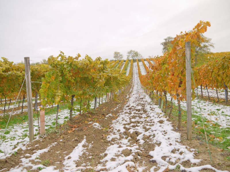 Onset of winter stock image. Image of autumn, vine, nature - 27410173