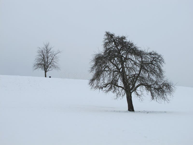 Onset of Winter stock photo. Image of trees, cold, nature - 28049706