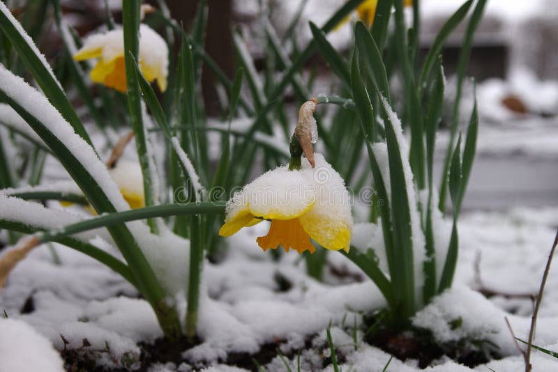 Onset of winter in April stock image. Image of outdoor - 244559625