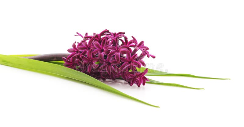 Red hyacinth stock photo. Image of hyacinth, closeup, flower - 2388162