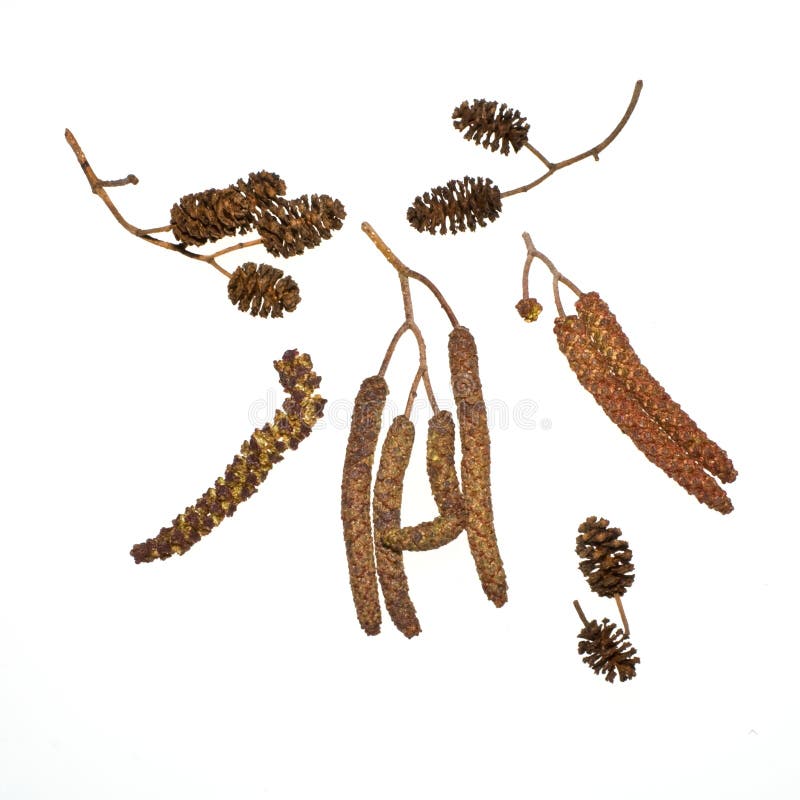 Anelli Di Albero in Ontano Nero Immagine Stock - Immagine di ontano ...