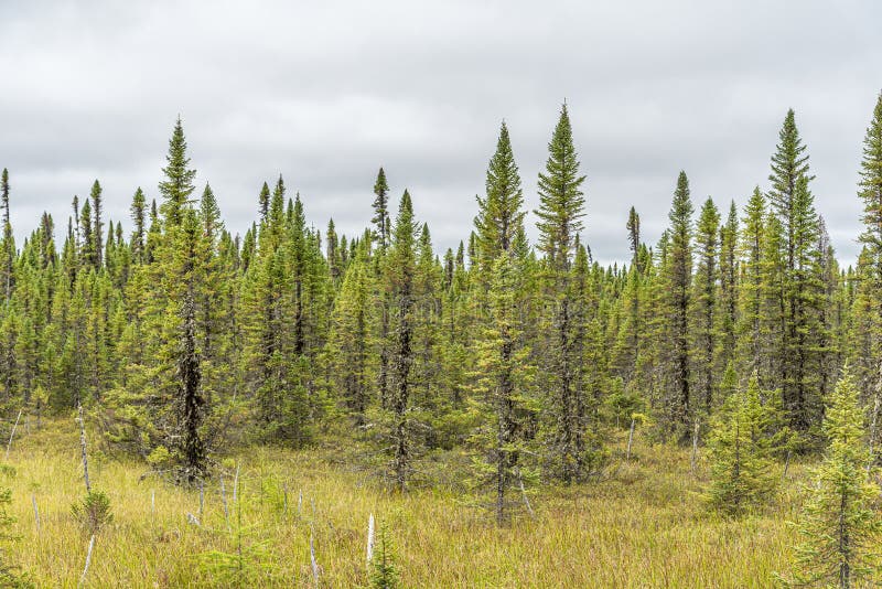 Ontario Forest stock photo. Image of nature, light, outdoor - 242708410