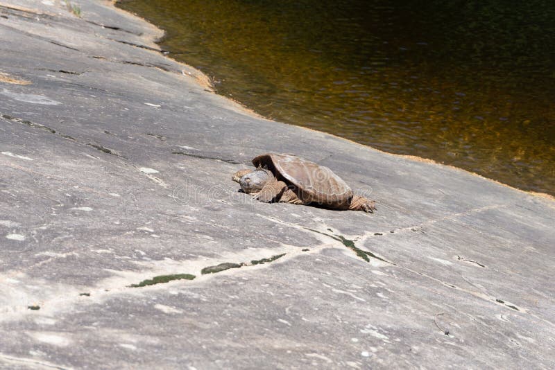 Ontario Snapping Turtle in Lake Muskoka Stock Photo - Image of water ...