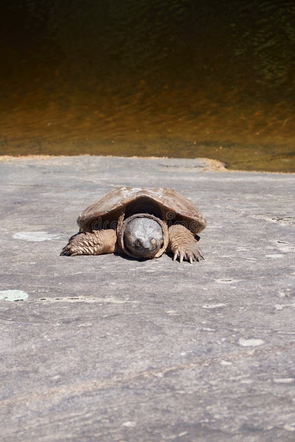 Ontario Snapping Turtle in Lake Muskoka Stock Image - Image of wood ...