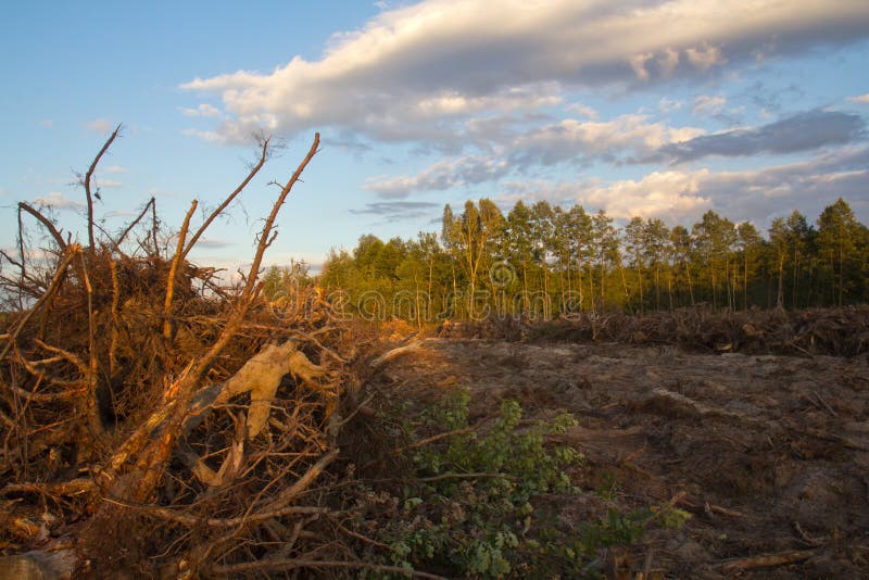 Ontbossing stock foto. Image of vernietiging, stomp, verontreiniging ...