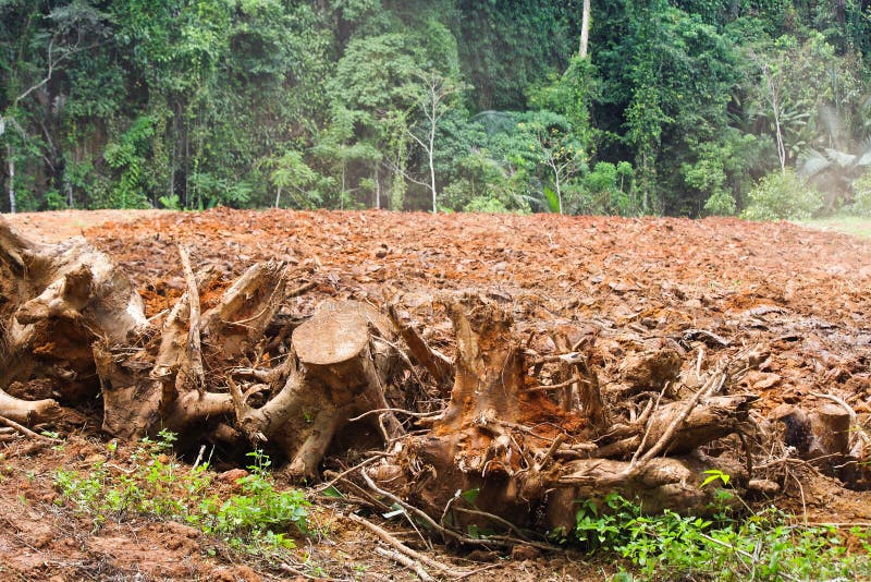 Ontbossing stock afbeelding. Image of landbouw, nave - 27634451