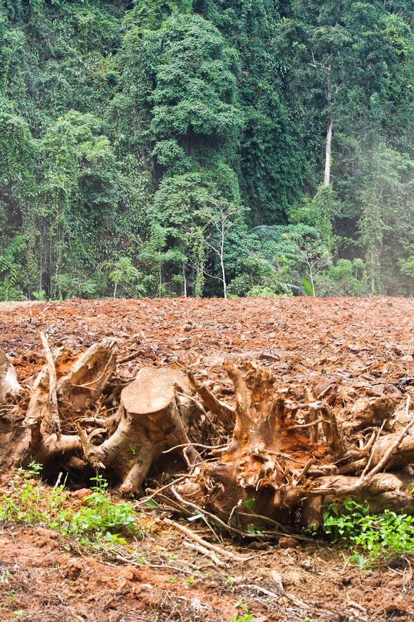 Ontbossing stock afbeelding. Image of landbouw, nave - 27634451