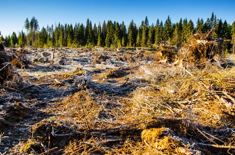 Ontbossing Op Gebied in Wildernis Uit De Amazone Stock Afbeelding ...