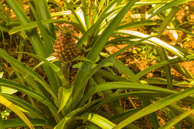 Ontluikende Ananas stock foto. Image of kleur, bessen - 140848176
