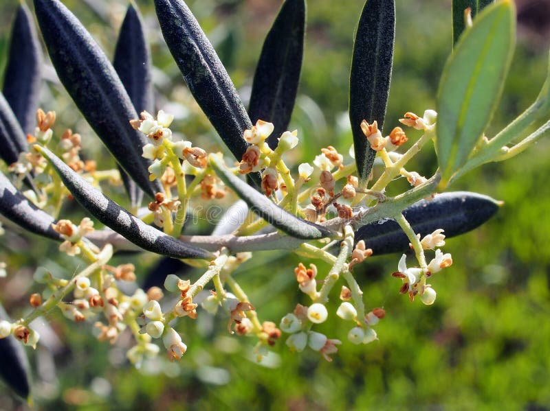 Bloeiende Olive Buds stock foto. Image of olijf, knoppen - 53619998