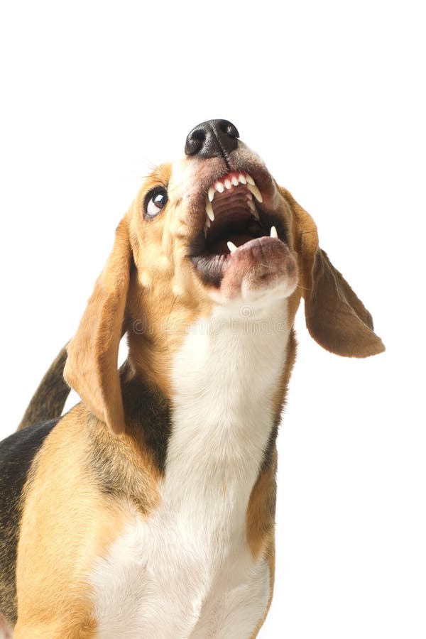 Agressieve hond stock foto. Image of rasecht, bijten, confrontatie ...