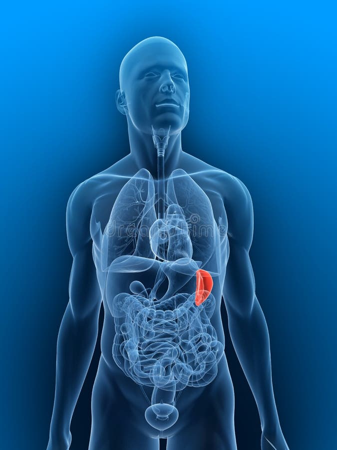 Benadrukte milt stock illustratie. Illustratie bestaande uit pijnlijk ...