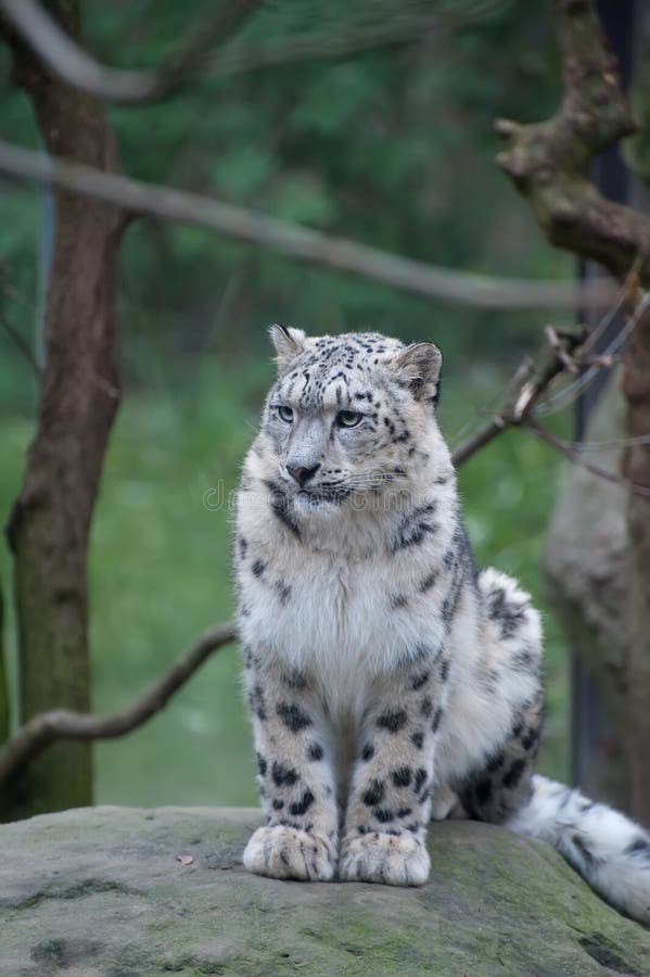 Onza imagen de archivo. Imagen de barbas, asesino, intenso - 36753117