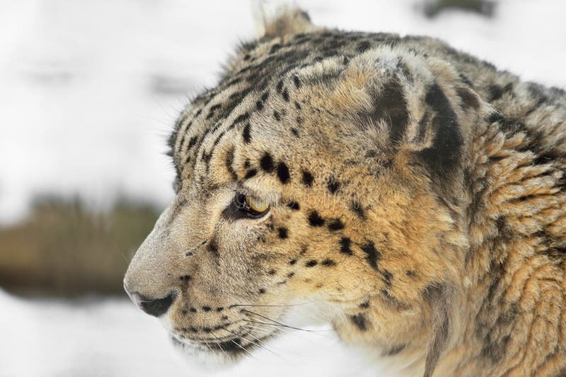 Onza imagen de archivo. Imagen de invierno, curioso, animal - 37418287