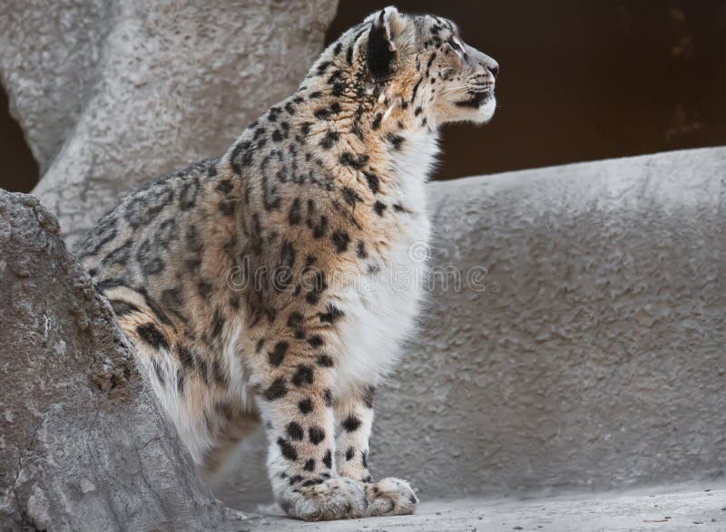 Onza foto de archivo. Imagen de animal, hermoso, raro - 37922068