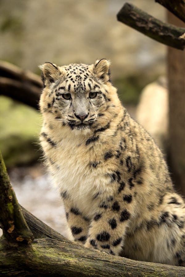 Retrato Del Cachorro De La Onza Imagen de archivo - Imagen de retrato ...