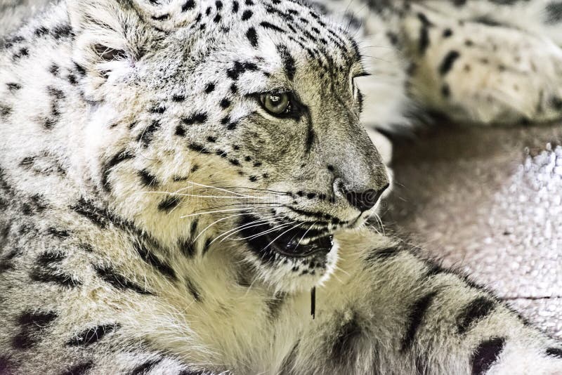 Uncia De La Onza, Del Panthera, Natural Grande Del Gato A Las ...