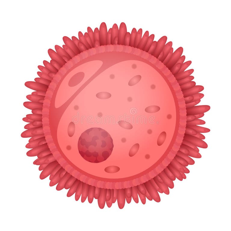 Ovule Shape Stock Illustrations – 187 Ovule Shape Stock Illustrations ...