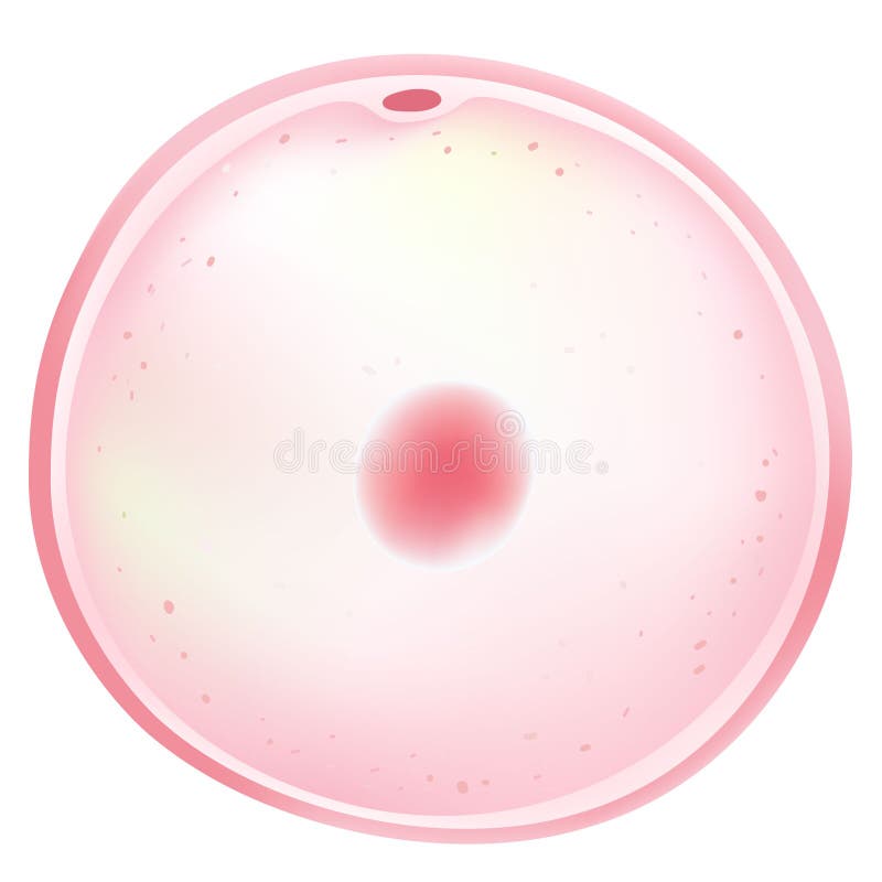 An Oocyte is an Immature Egg. Stock Vector - Illustration of care ...