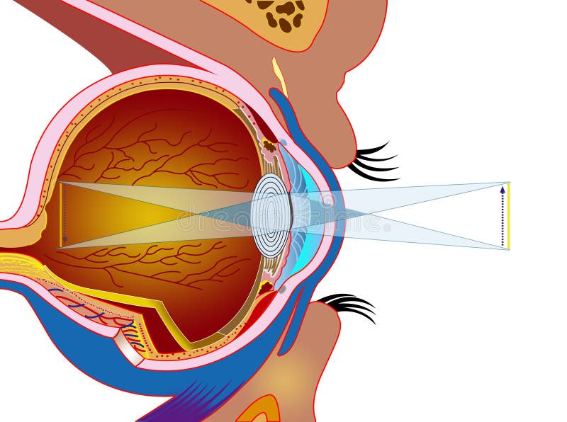 Verziend Menselijk Oogdiagram Vector Illustratie - Illustration of ...