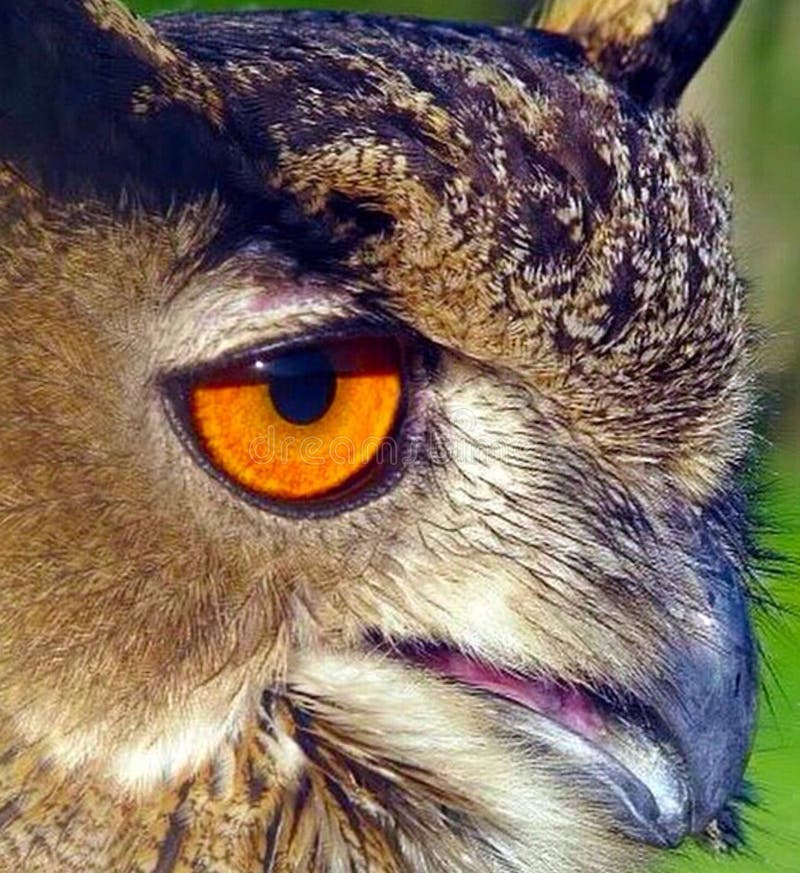 Oog van de Uil stock afbeelding. Image of diep, dieren - 62876001