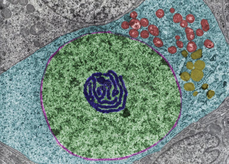 2,705 Cytoplasm Stock Photos - Free & Royalty-Free Stock Photos from ...