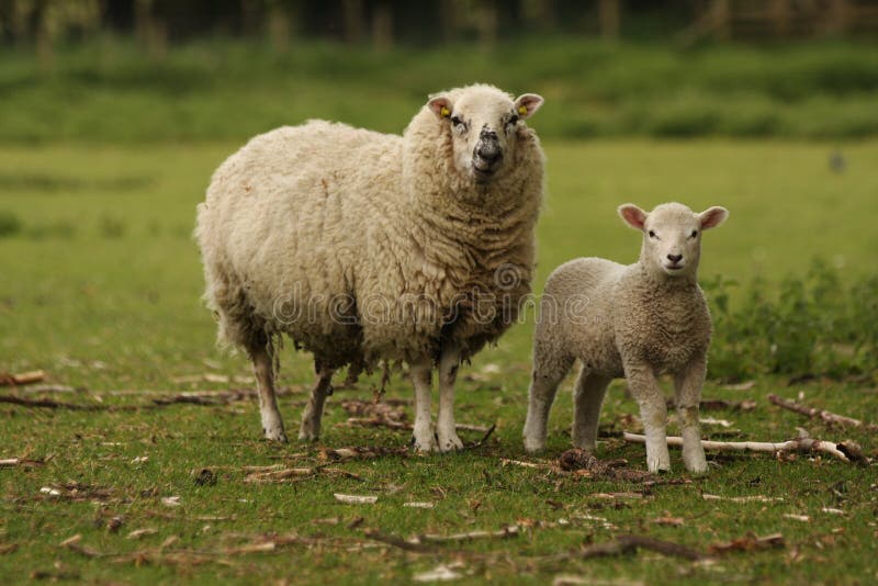 Ooi en Lam stock afbeelding. Image of dieren, waaier - 15142023