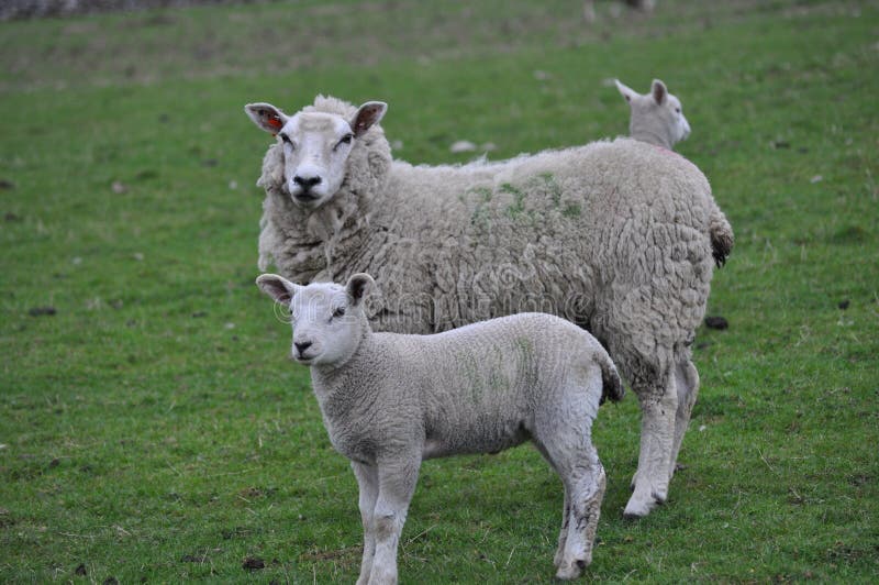 Schaap en lam stock foto. Image of wels, landbouwbedrijf - 16814232