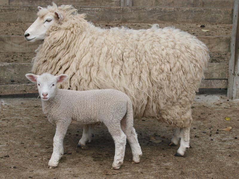 Schaap en Lam stock afbeelding. Image of familie, voeding - 7566177