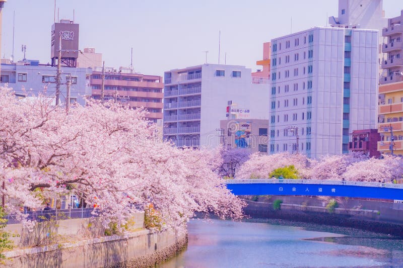 Ooka River Promenade Sakura Editorial Stock Photo - Image of ...