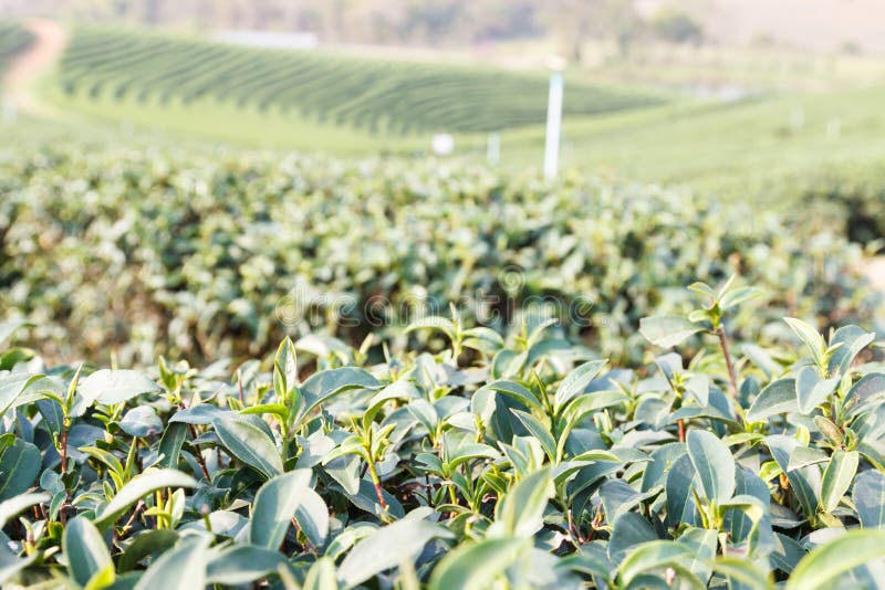 Oolong tea farm stock image. Image of organic, tropical - 53151647
