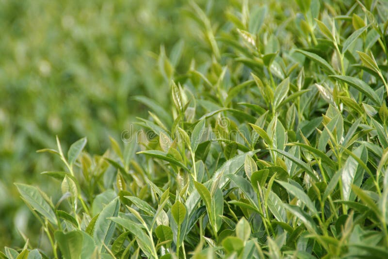 Oolong tea in the field stock photo. Image of thea, taitung - 45851296