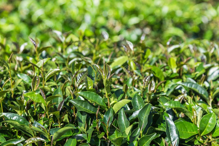 Oolong tea leaves on tree stock photo. Image of land - 73064272