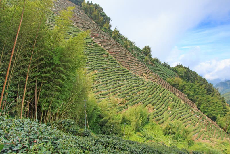 Oolong-Teeplantage in Taiwan Stockfoto - Bild von szenisch, frisch ...