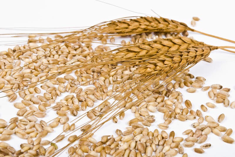 Oor en korrel van de tarwe stock foto. Afbeelding bestaande uit voedsel ...