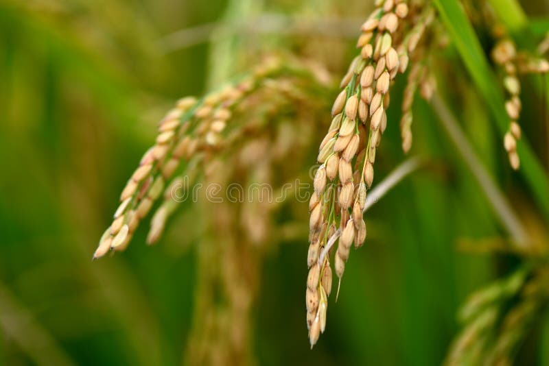 Langkorst rijst stock foto. Image of bruin, glutineus - 17430132