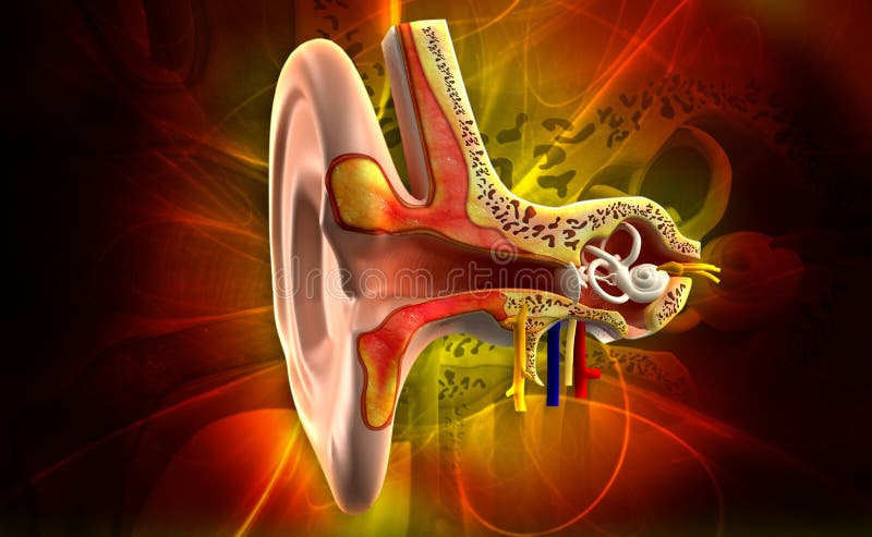 Anatomie van het oor vector illustratie. Illustration of anatomie ...