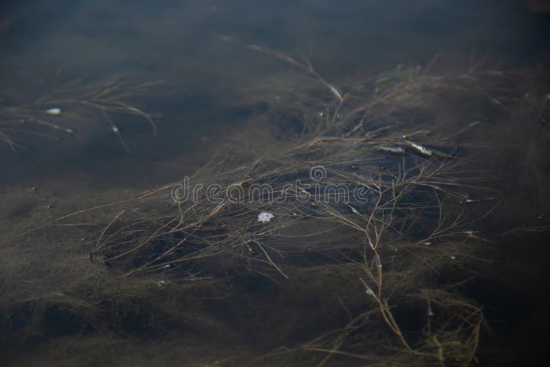 Ooze and Seaweed Float on the Surface of the Reservoir. Stock Image ...