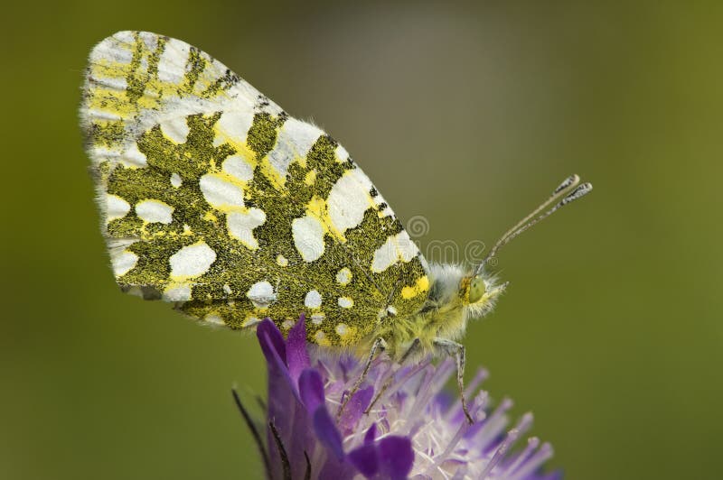 Euchloe Ausonia , the Eastern Dappled White Butterfly Stock Photo ...