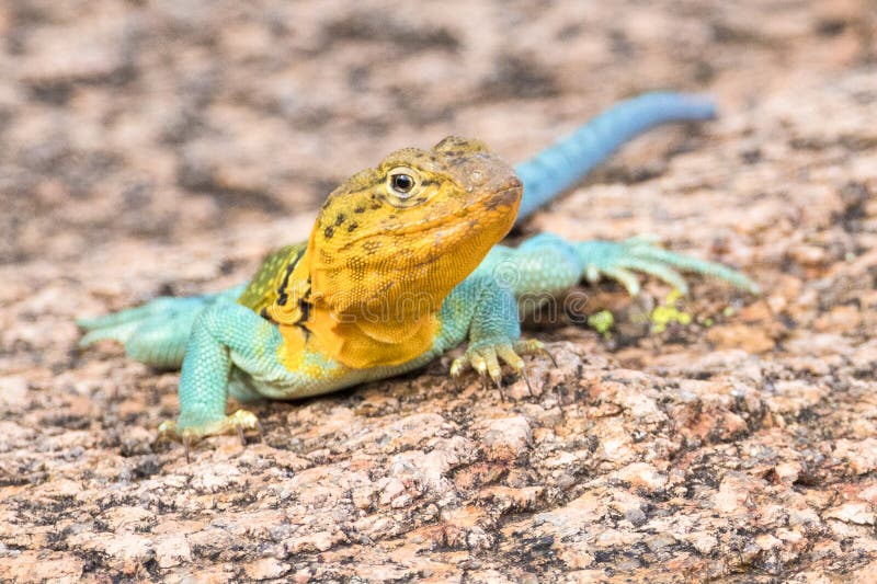 Oostelijke Collared Hagedis Stock Foto - Image of berg, kwarts: 82900178